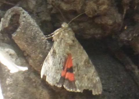 Joined Underwing Moth, Catocala junctura